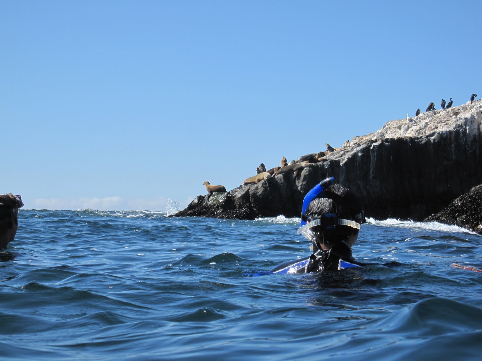 Happy Trails: Snorkeling at Laguna Beach