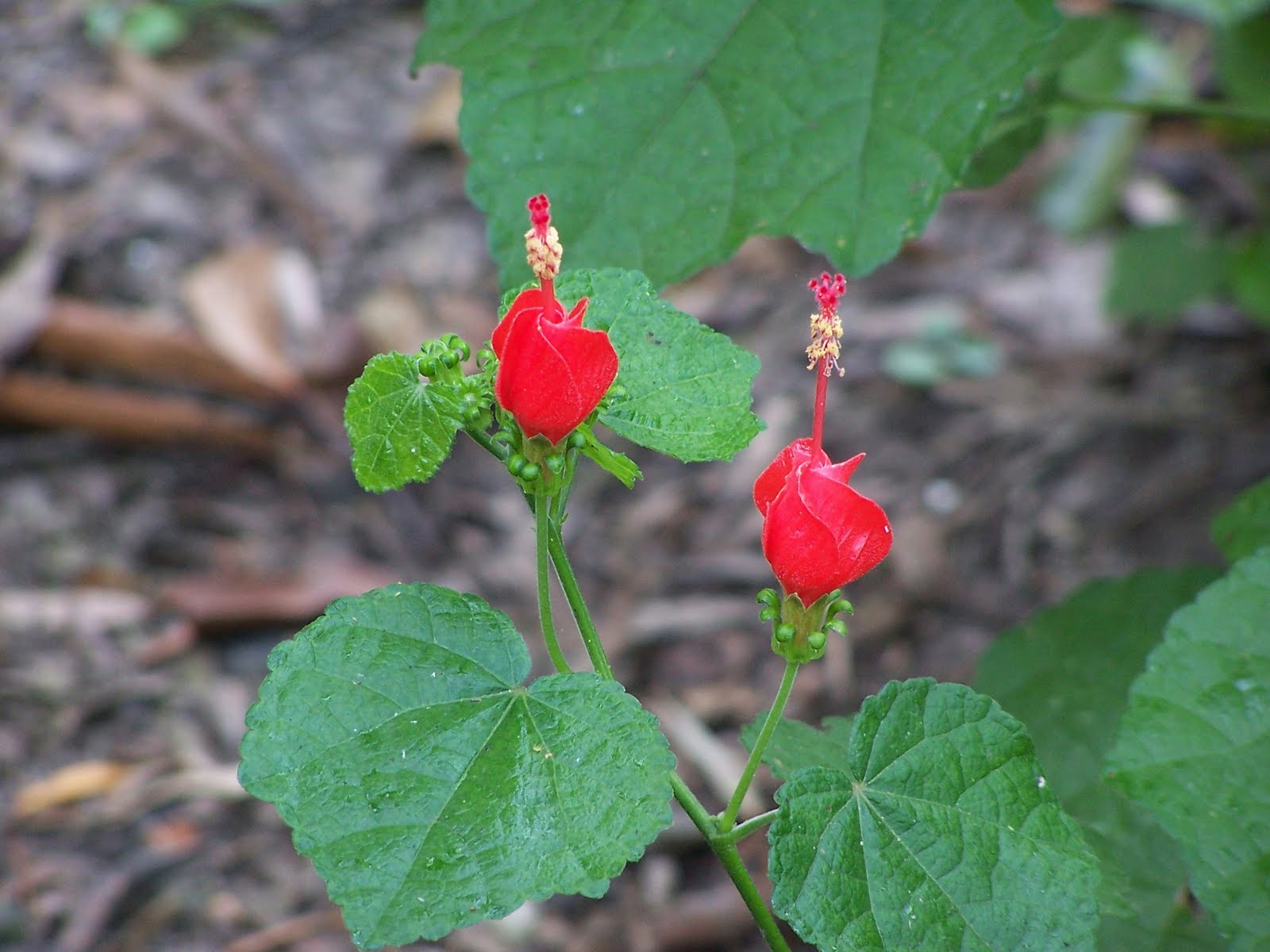 The Nature Dude: caps n' turbans