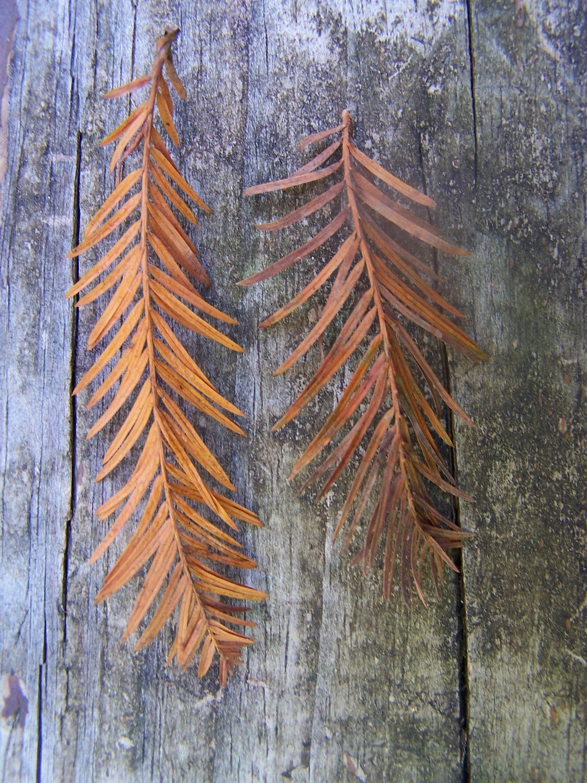 The Nature Dude: a tale of two cypresses