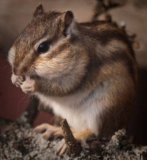 Siberian Chipmunks | The Animal Store Blog