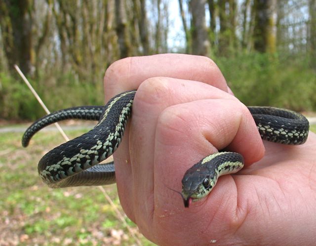 Bees, Birds & Butterflies: Here Be Ssssssssnakes...