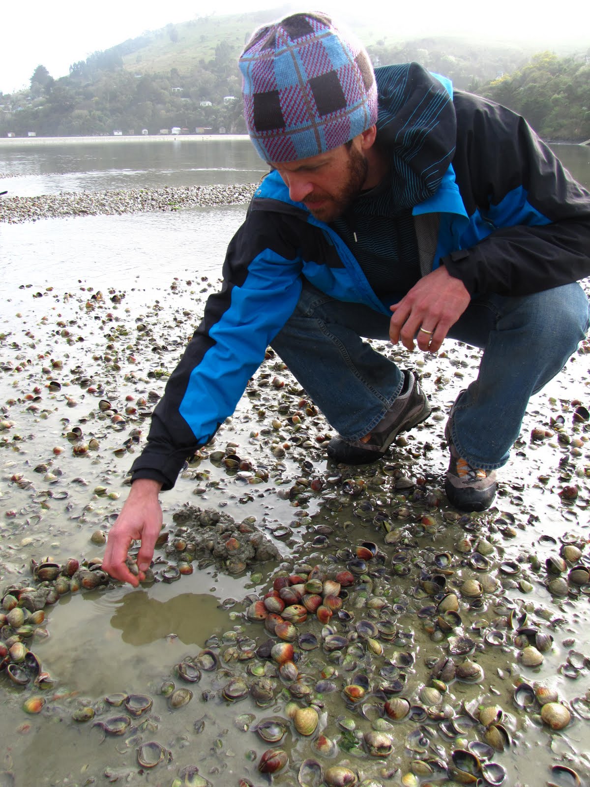 Adventure Bardsley: Digging for Cockles