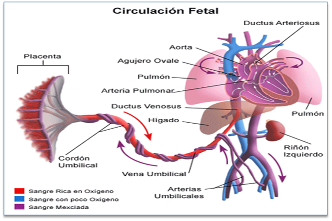 Biomadre