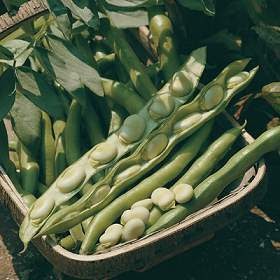 Gestión y Prácticas Agrícolas: Cultivo de la Haba