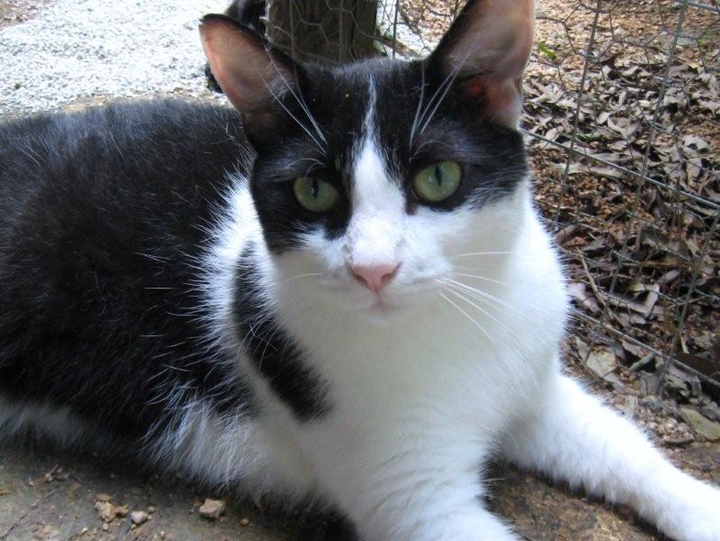 Cat of the Week: Marcel - Goathouse Refuge