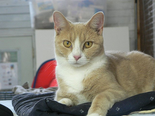 Cat of the Week: Aster - Goathouse Refuge