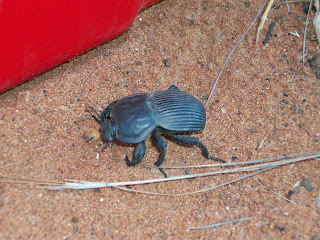 Dumela from Botswana: Trip to Mmankgodi