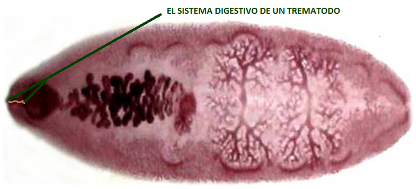 trematodos: SISTEMA DIGESTIVO