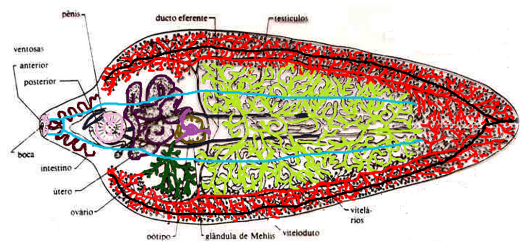 trematodos: SISTEMAS DE LOS TREMATODOS