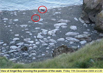 Scenery: SEALS AT ANGEL BAY ON THE LITTLE ORME