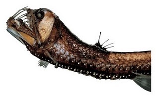 Нещо...просто ей така...: Приказка за не златната рибка