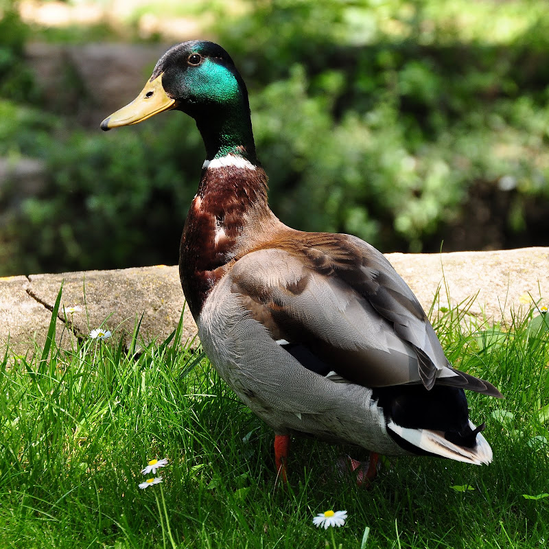 Nitideces de Miguel: Pato a pata