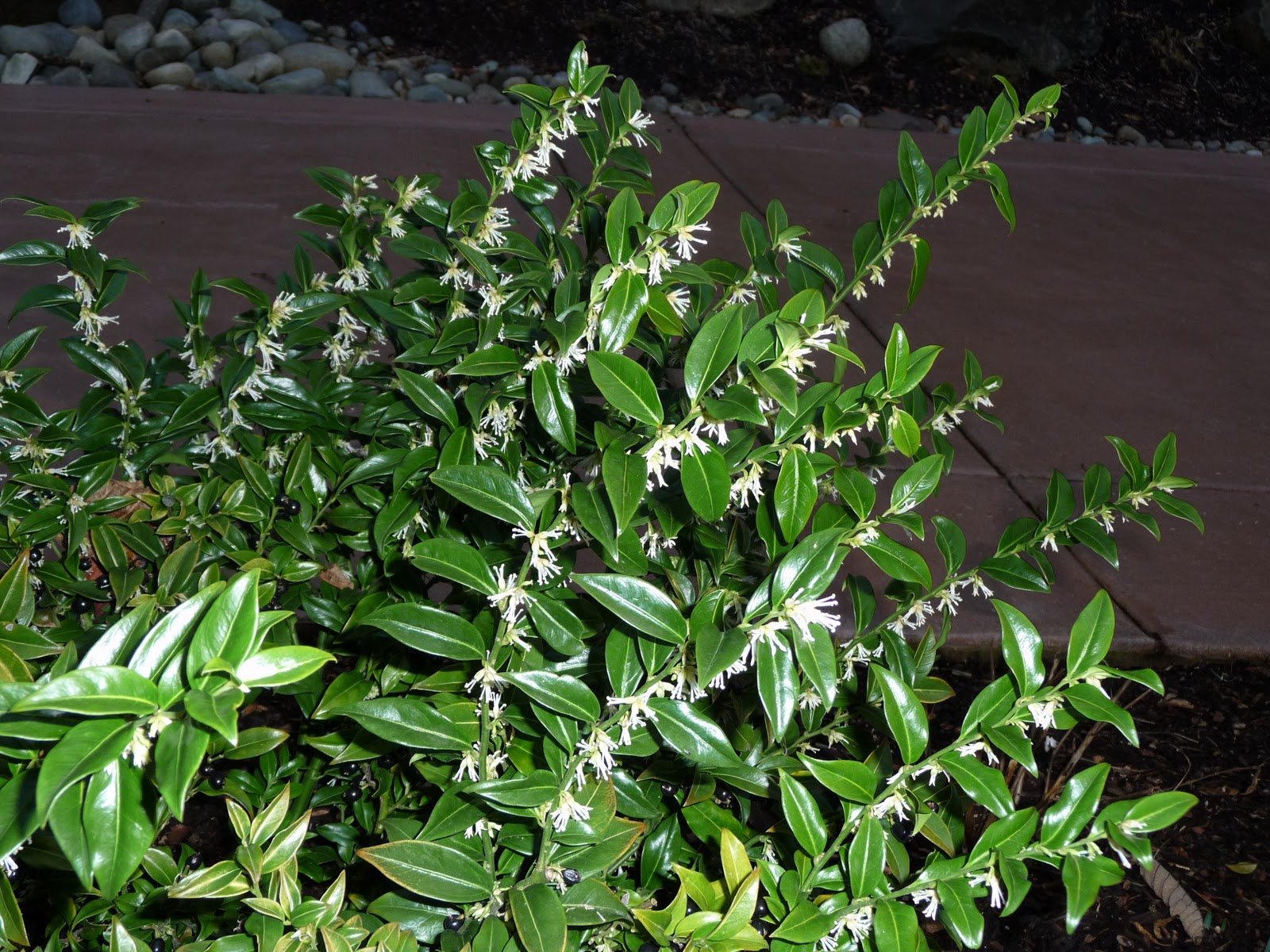 Debbie Angel's Garden: Sarcococca ruscifolia