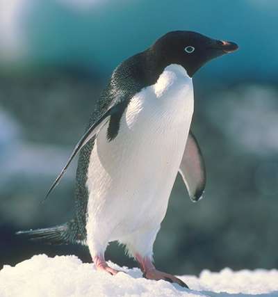 Mundo animal: Mundo animal: Pinguim