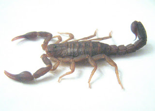 from the Tennessee Plateau: Beware, Scorpions