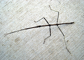Long Twig Like Bug