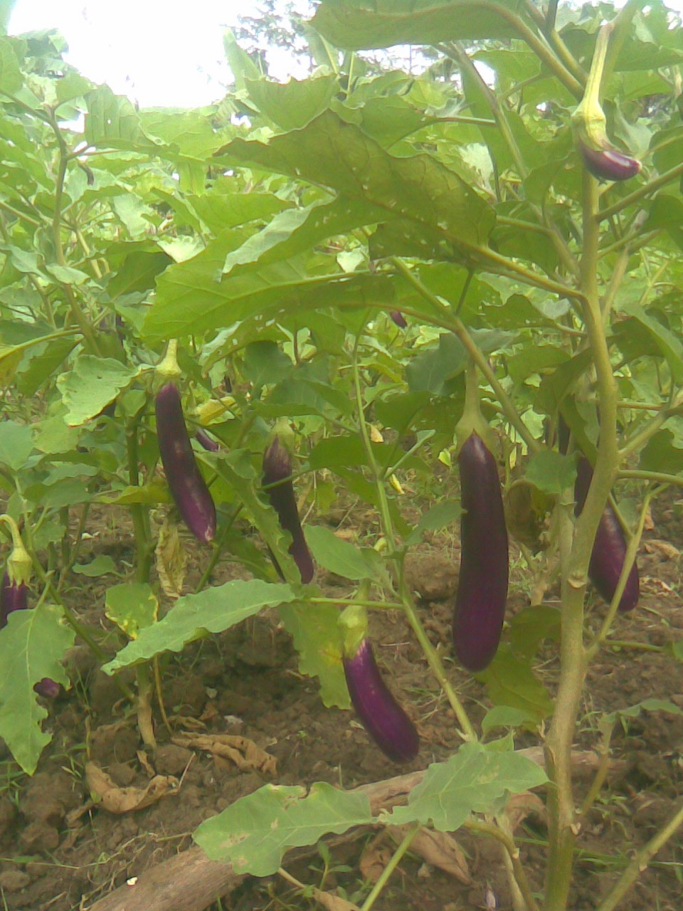 Panduan Tehnik Agrobisnis Pertanian: Usaha Agrobisnis