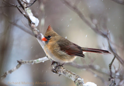 Richard Mallory Allnutt - Photography: If you feed them, they will come ...