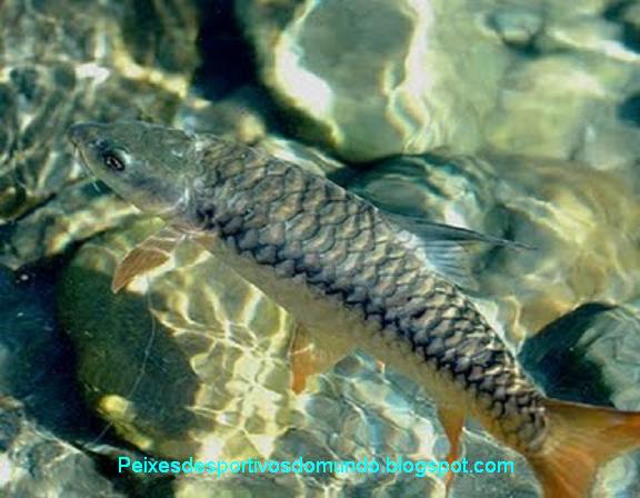 PEIXES DESPORTIVOS DO MUNDO: O MAHSEER - Barbus tor putitora