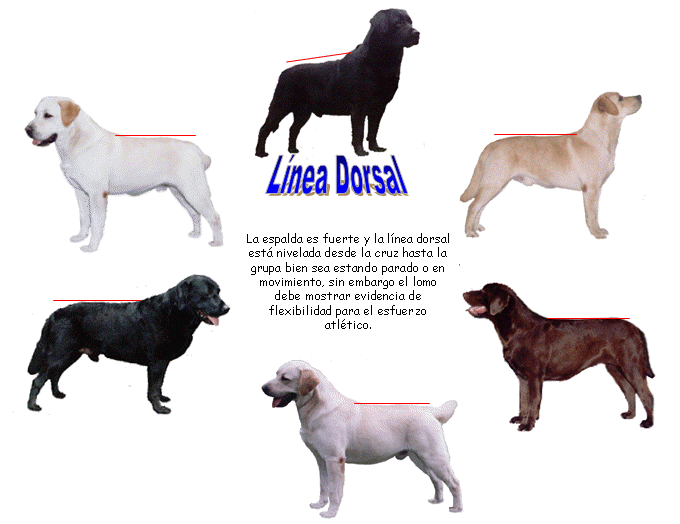 BIENVENIDOS: PAGINA 3 EL ESTANDAR DEL LABRADOR