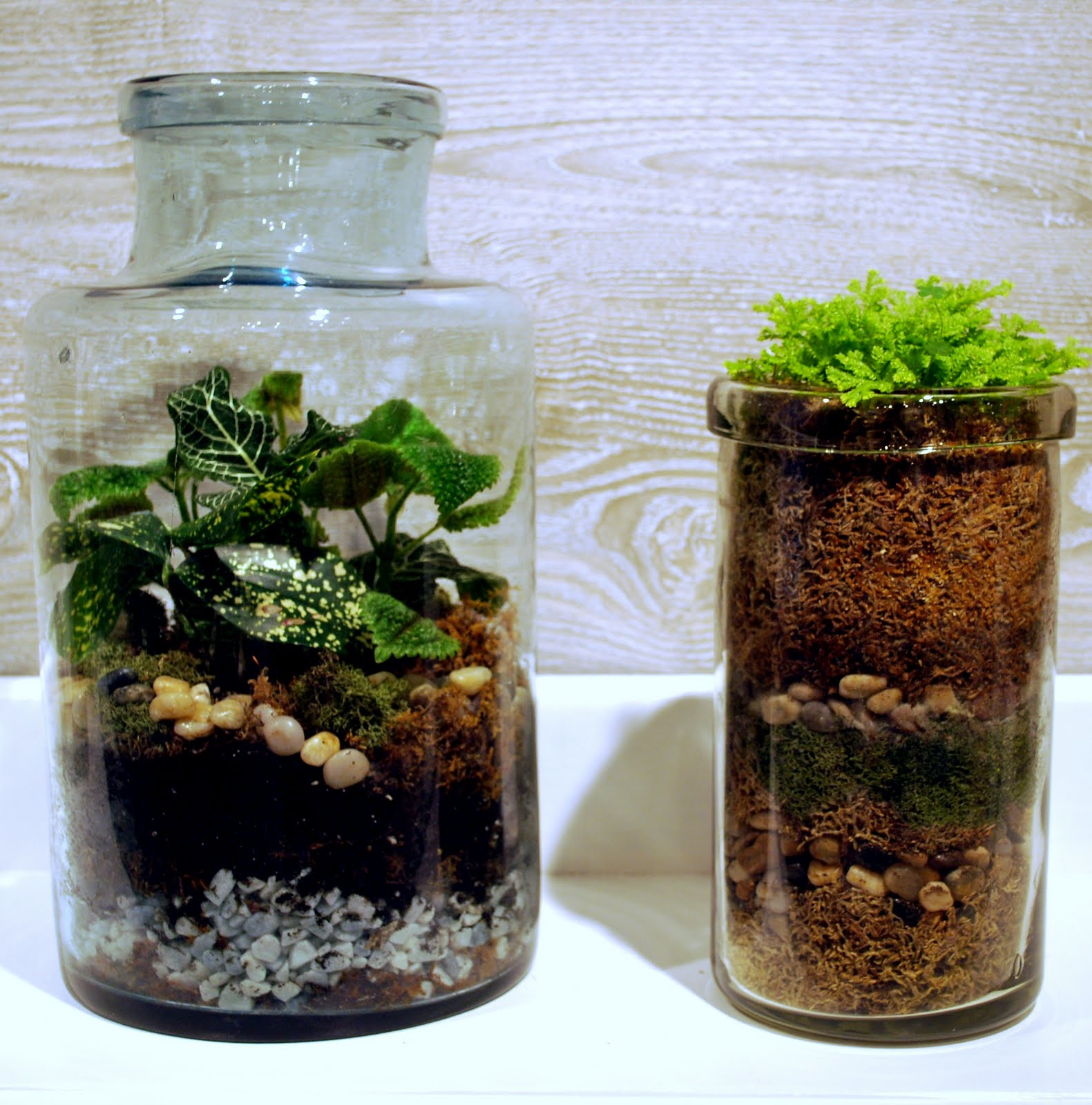HUDSON: Tabletop Terrariums