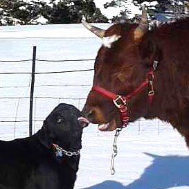 storybrookeripples: ox and dog blog: Interspecies Behavior: Grooming ...