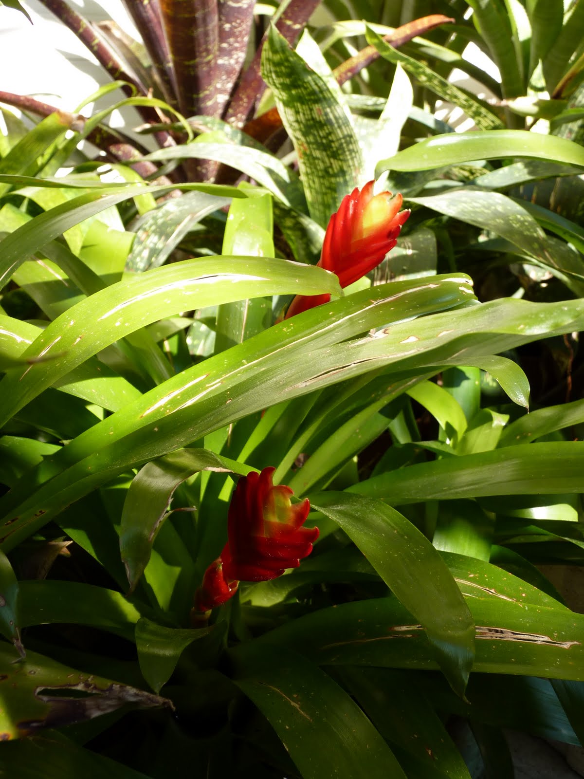 ANTIEK - NATUREZA URBANA: CONSTRUÇÃO DE JARDINS TROPICAIS EXTERIORES