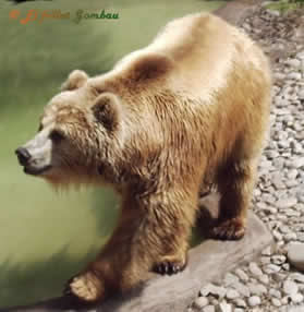 FLORA ii FAUNA: L'ós bru, un animal de pelatge preciós