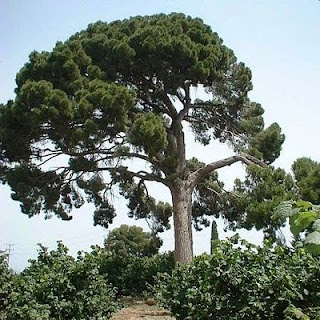 FLORA ii FAUNA: El pi, un arbre gegant