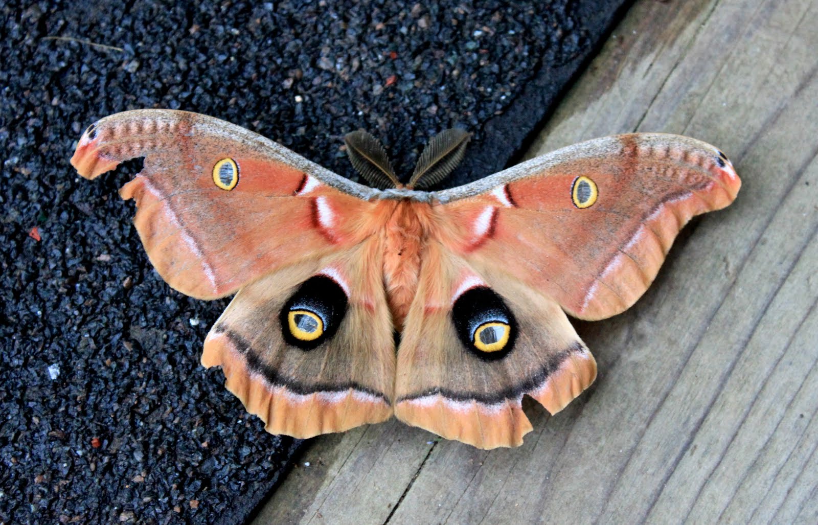 How Do Silk Moths Eat at Gail Ervin blog