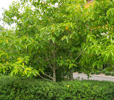 Florez Nursery: 3 Michelia