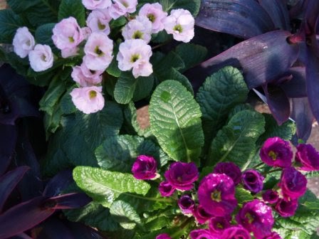 Florez Nursery: Polyanthus (Primula x polyantha cv.)
