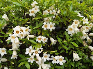 Florez Nursery: Rothmannia globosa ,Tree Gardenia