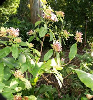 Florez Nursery: Luculia gratissima