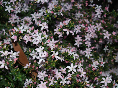 Florez Nursery: Philotheca shrubs