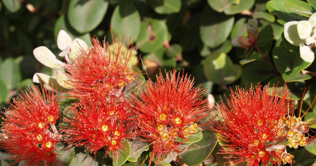 Florez Nursery: Metrosideros excelsa, "Pohutakawa"