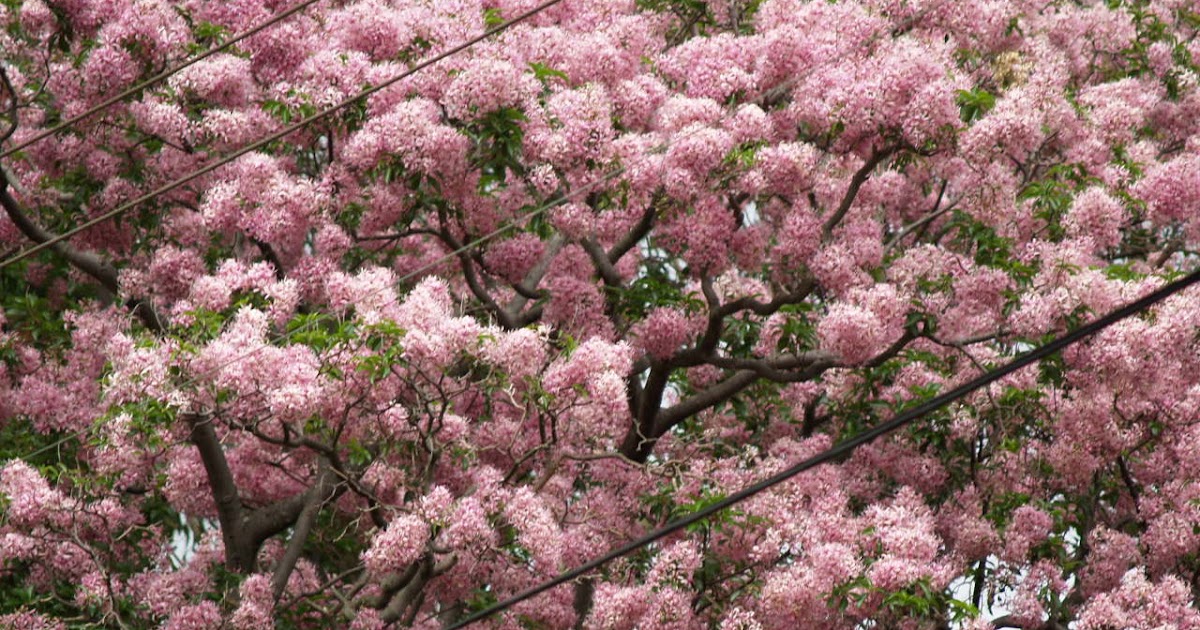 Florez Nursery: Calodendron capense, Cape Chestnut