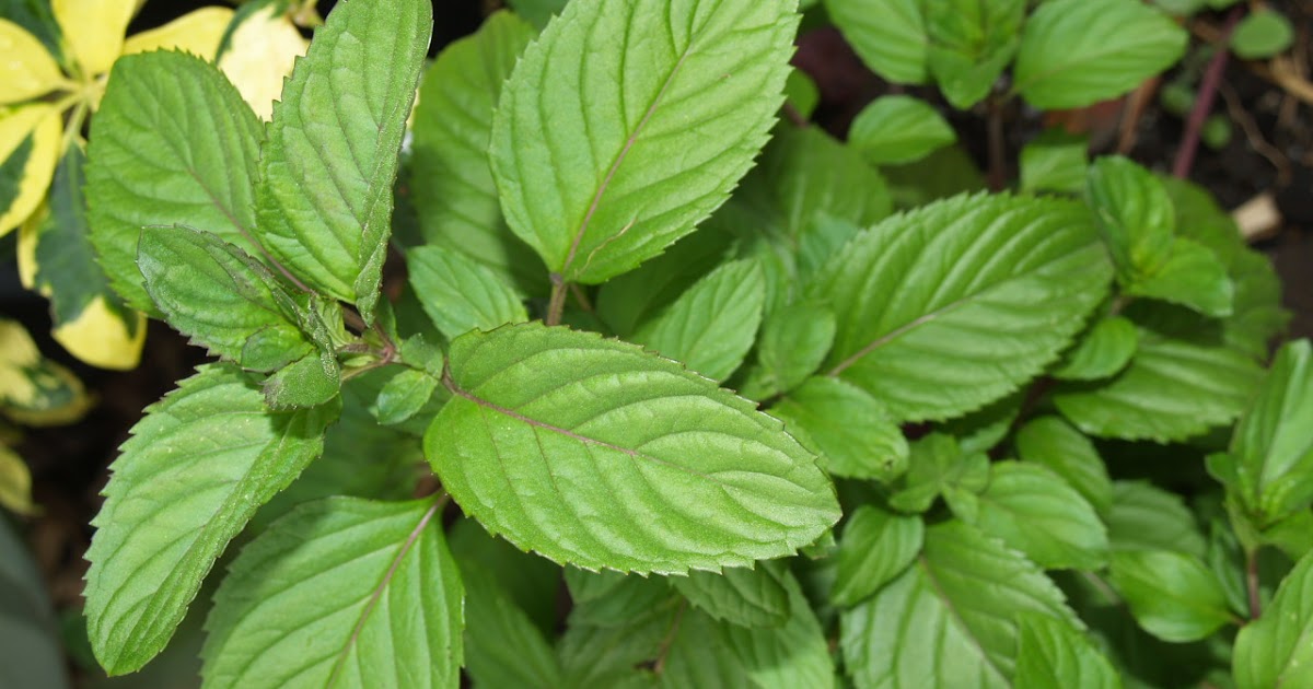 Florez Nursery: Mentha piperata 'Citrata', Eau de Cologne Mint