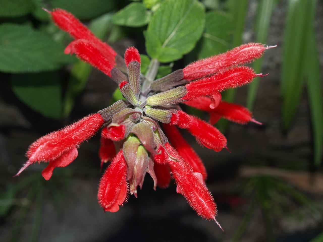 Florez Nursery: Salvia x 'Red Dragon'