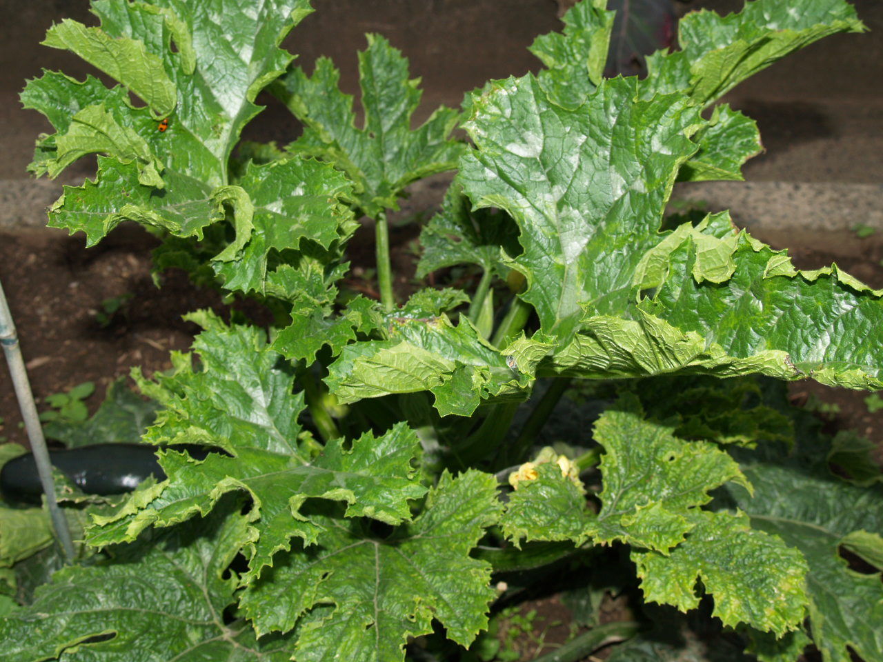 Florez Nursery: Plant pathology:Mosaic virus of Zucchini