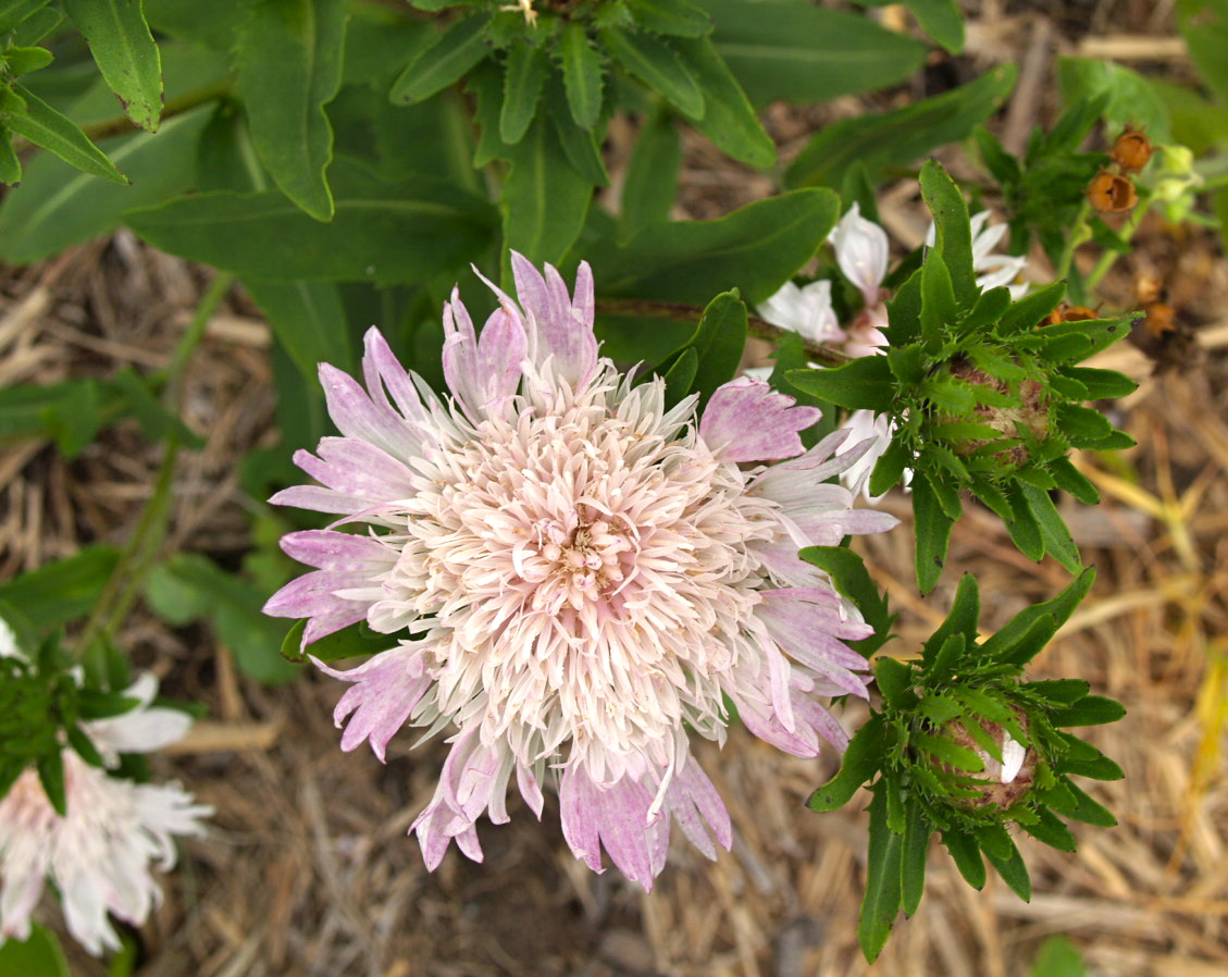 Florez Nursery: Stokesia laevis 'Rosea'
