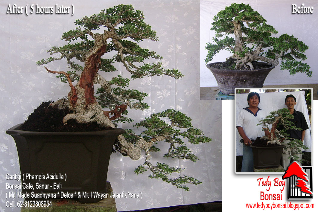 Bonsai Tedy Boy Bonsai Bali INDONESIA europe usa america european JAPAN ...