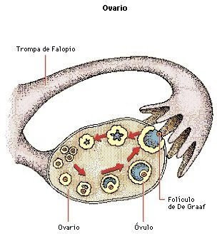 Psicologia de la adolescencia: ASPECTOS NEUROENDROCRINOS DEL DESARROLLO ...