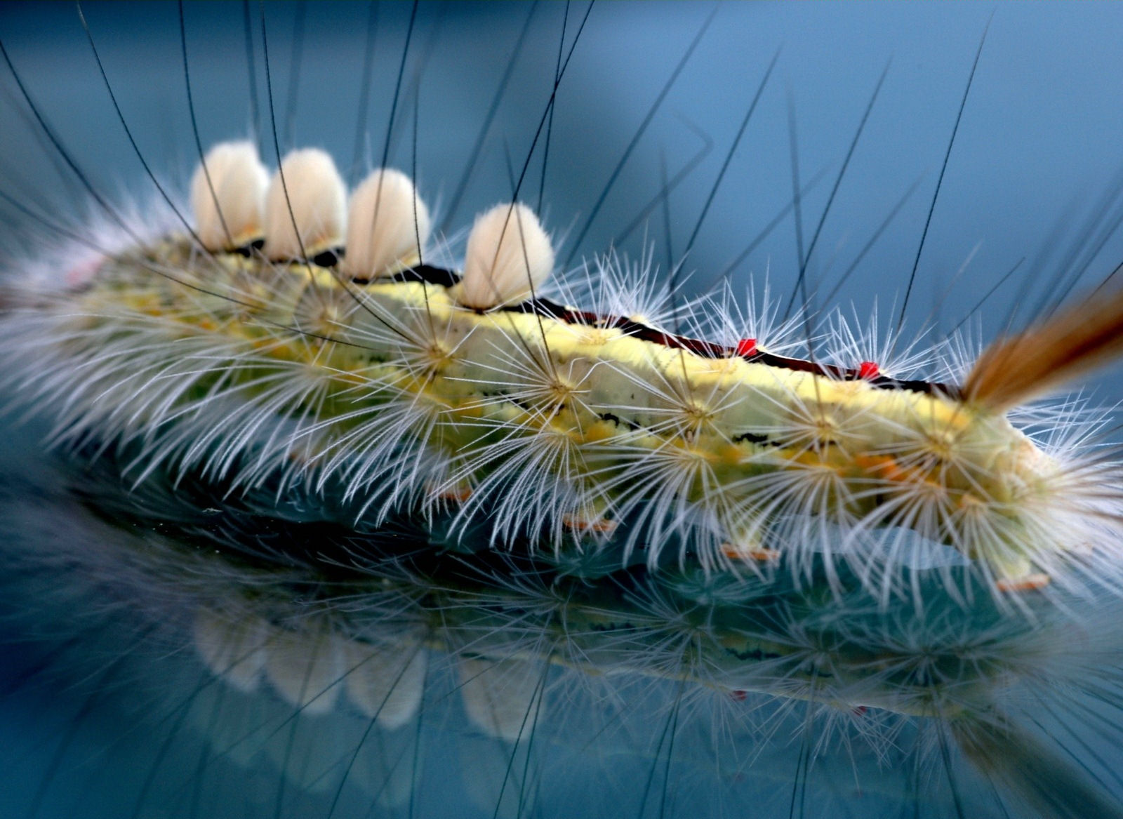 Banco de Imágenes Gratis: Los insectos de mi jardín (40 fotos tipo macro)