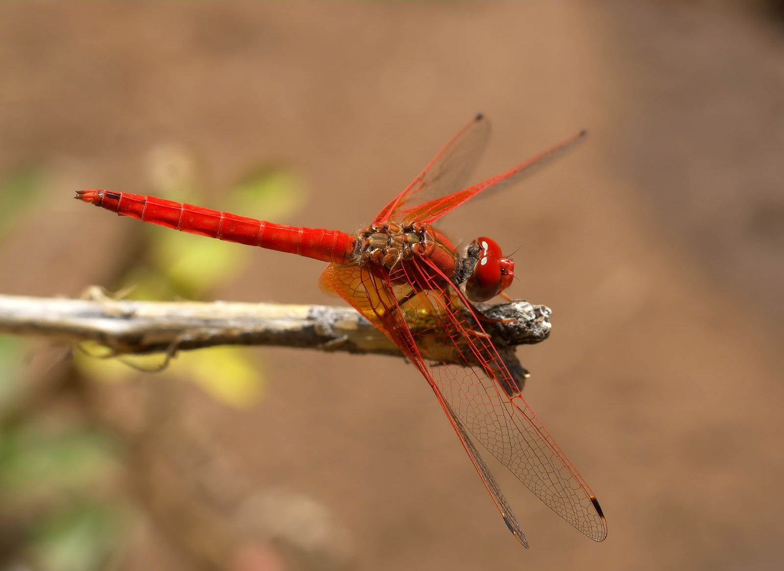 Banco de Imágenes Gratis: Los insectos de mi jardín (40 fotos tipo macro)