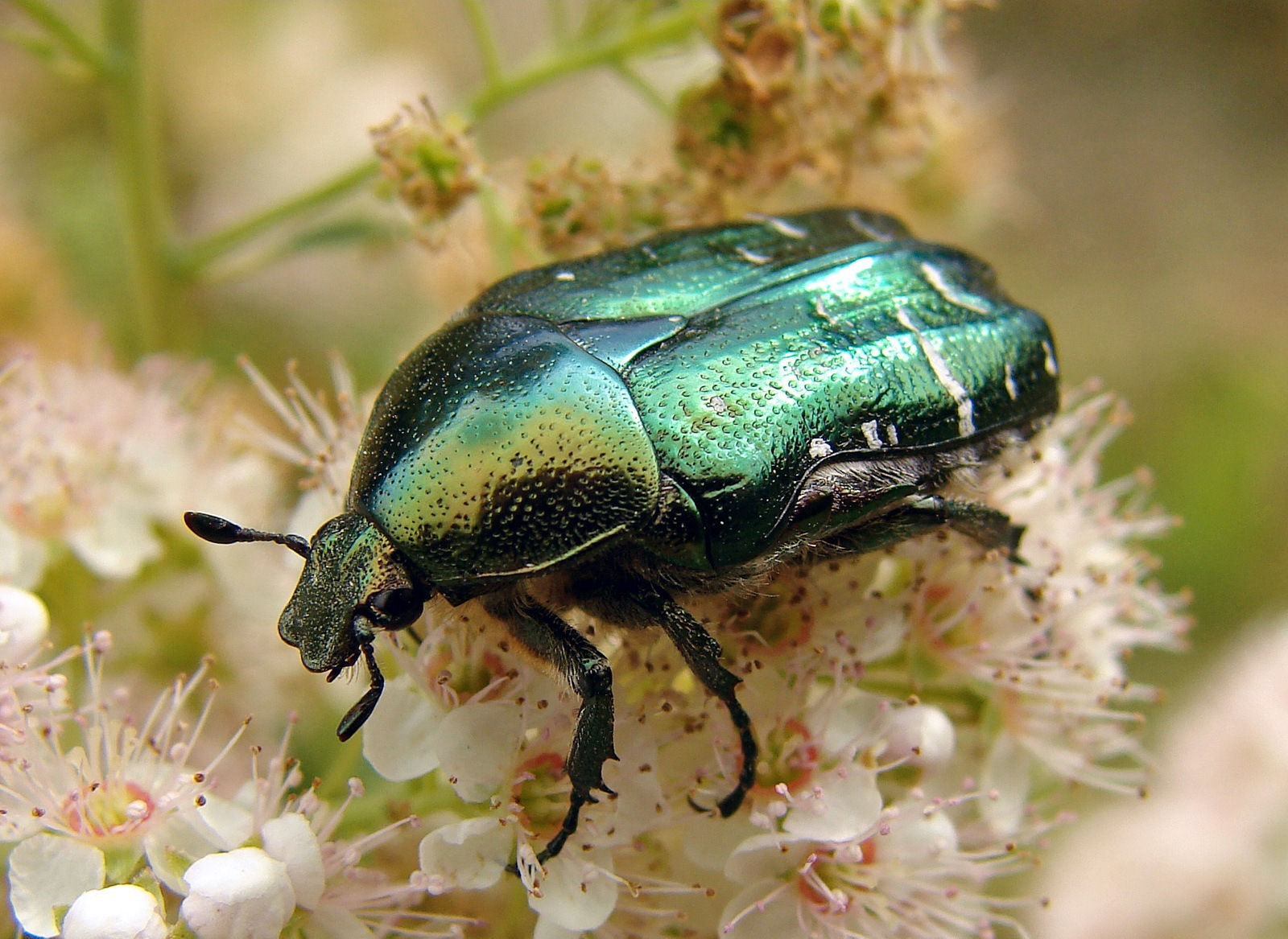 Banco de Imágenes Gratis: Los insectos de mi jardín (40 fotos tipo macro)