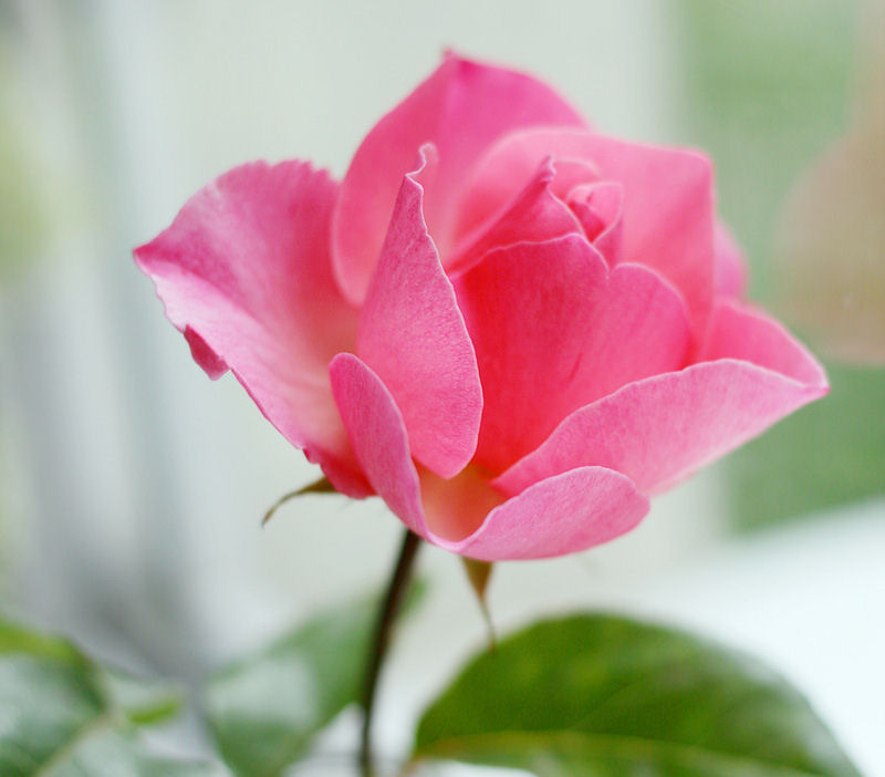 Las flores de mi jardín IV (10 imágenes de uso libre)