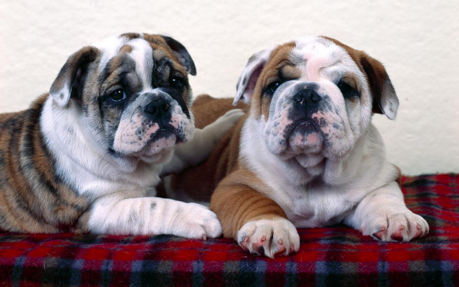 Banco de Imágenes Gratis: Imágenes y fotografías de perritos IV (12 ...