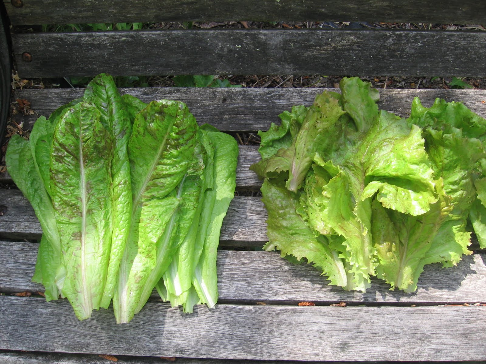 BB's Bountiful Backyard: Lettuce Transition