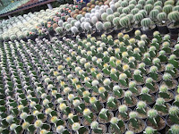 Agribisnis: Rumah Bunga Rizal (Peluang Bisnis Tanaman Hias)